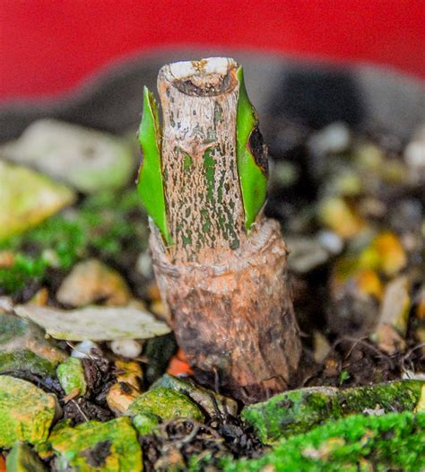 Mango69 Desperate Chip Budding