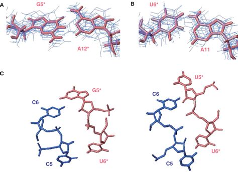 Structure At The Stem Loop Junctions A View Of The G A Base Download Scientific Diagram