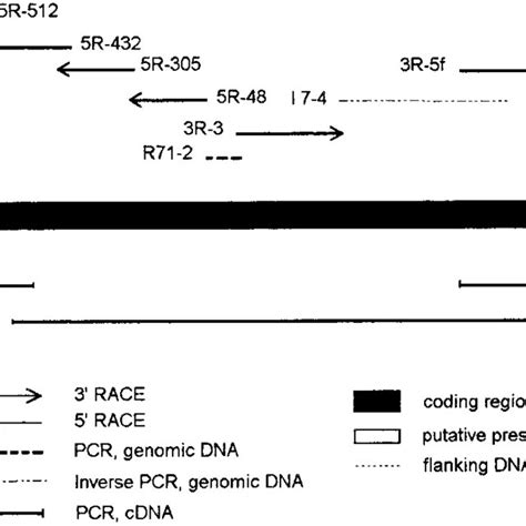 Schematic Of Cloning The Full Length CDNA For PDPr The Different Download Scientific Diagram
