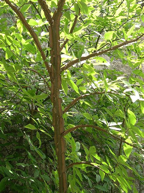 How Fast Do Elm Trees Grow Growth Rates And Care Tips
