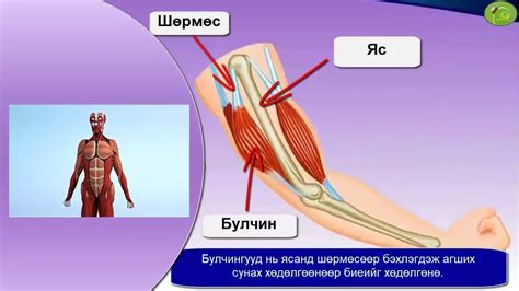 Араг яс булчин үе Хүн байгаль Youtube