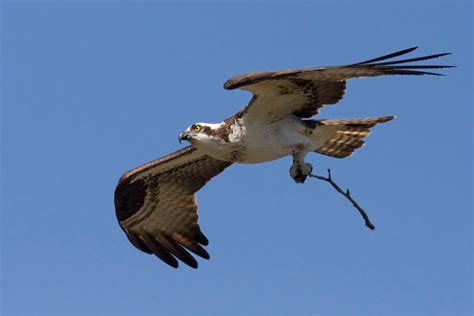 common atlas coding boo boos virginia dwr