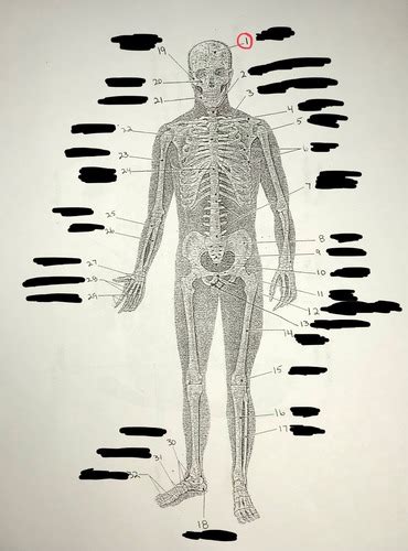 Parts Of The Skeleton Flashcards Quizlet