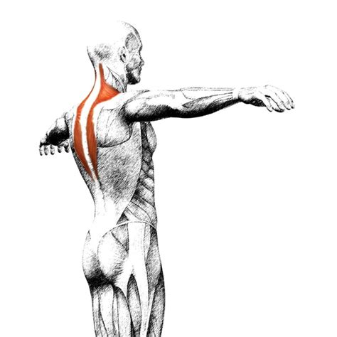 Anatomy Trigger Point Stock Photos Royalty Free Anatomy Trigger Point Images Depositphotos