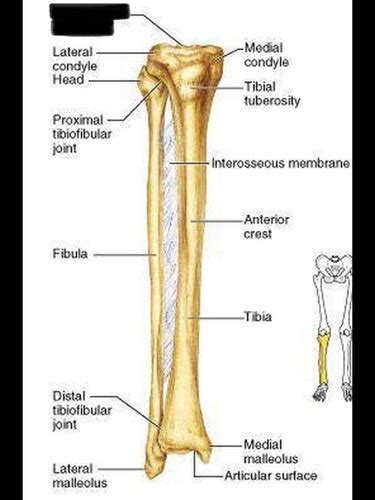 Tibia Anf Fibula Anterior Flashcards Quizlet