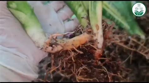 الإرشاد الزراعي On Twitter النيماتودا ديدان خيطية تتطفل على جذور