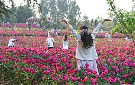 ယူနန်တက္ကသိုလ်တွင် နှင်းဆီပန်းများ ဝေဝေဆာဆာ ပွင့်လန်းနေပြီး ခရီးသွားမ