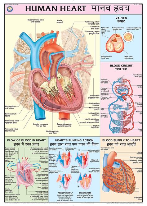 Hpm10 Teachingnest Human Heart Chart 70x100 Cm English And Hindi