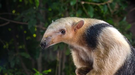 13 Astounding Facts About Giant Daddy Long Legs