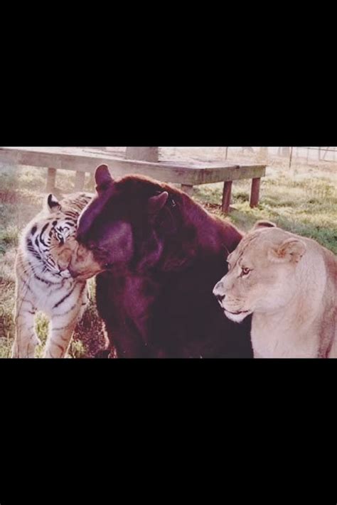 ვეფხვი ლომი და დათვი 15 წელი მეგობრობდნენ 🥰 Youtube