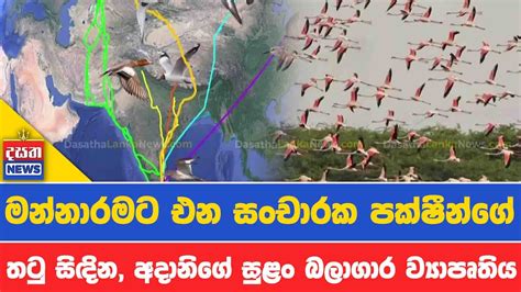 සංචාරක පක්ෂීන්ගේ තටු සිඳින අදානිගේ සුළං බලාගාර ව්‍යාපෘතිය Youtube