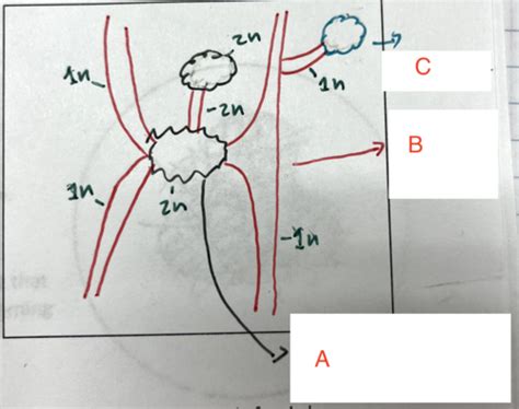 Fungi Flashcards Quizlet