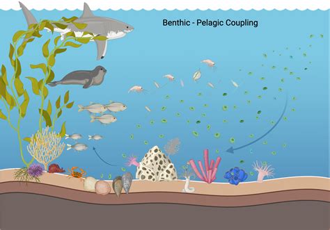 Benthic Pelagic Coupling In A Kelp Forest Biorender Science Templates
