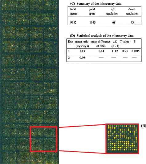 figure 2 from cdna microarray analysis of gene expression profiles in
