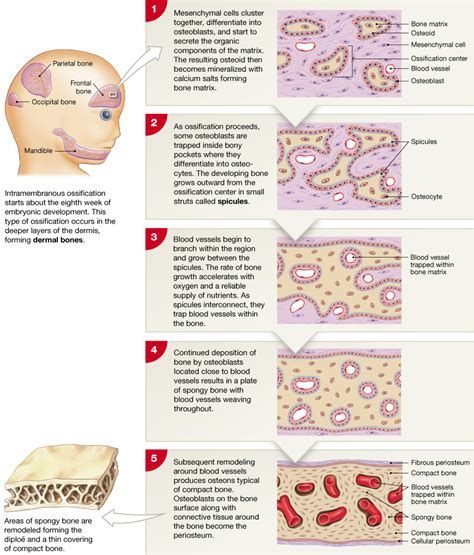 Intramembranous Ossification Steps