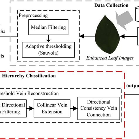 flowchart of proposed vein hierarchy classification method download