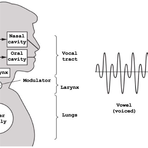 A Source Filter Model Of Speech Production B Extraction Of Download Scientific Diagram
