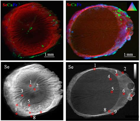 Figure 2 From Getting To The Root Of Selenium Hyperaccumulation—localization And Speciation Of