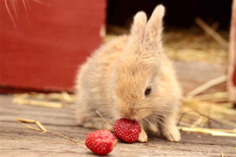 Yes Rabbits Can Eat Strawberries But Follow These Tips A Z Animals
