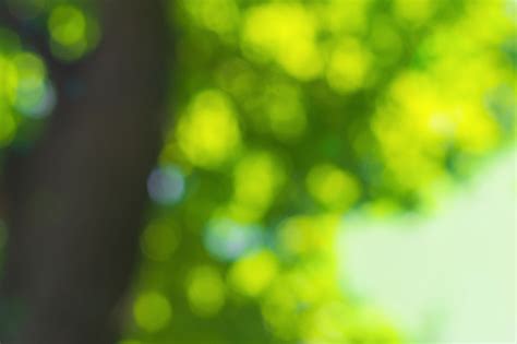 나무 줄기의 어두운 실루엣과 여름날 햇빛이 들어오는 나뭇잎이 있는 녹색 왕관이 있는 흐릿한 배경 도시 산책 공원의 나무 그늘