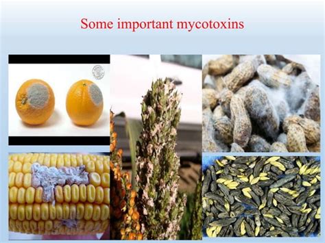 Mycotoxin Contamination In Food Crops And Its Management Pptx