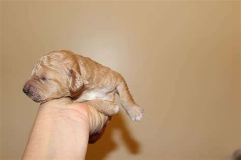 Creamtan With White F1b Mini Goldendoodle 8 Days Old Dusty He Has