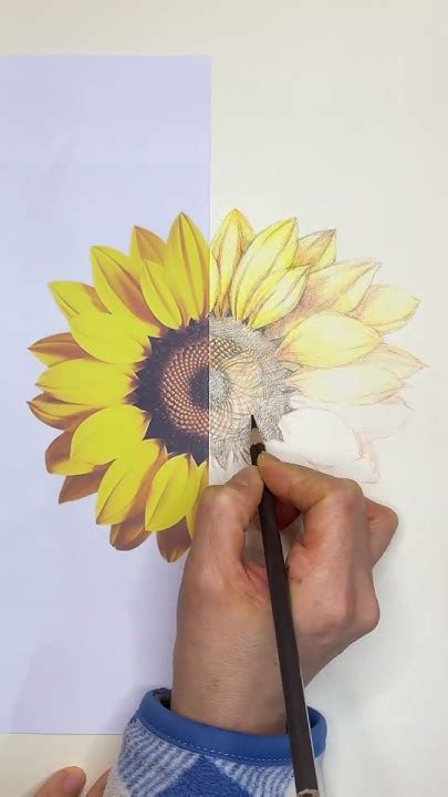 해바라기 그리기 4강 색연필드로잉 강사가 알려주는 쉽게 그림 그리는 방법 How To Colorpencil