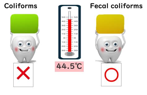 Understanding E Coli And Coliform Bacteria Key Differences Roles And Their Significance In