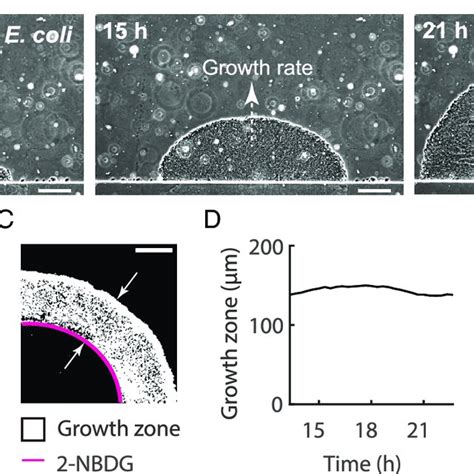 Nutrient Gradient And Growth Of E Coli Biofilm A Phase Contrast