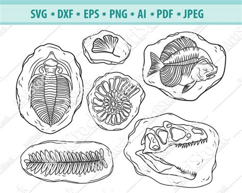 Fossils Svg Bundle Ammonoid Fossil Svg Dinosaur Fossil Svg Ancient Fossils Svg Trilobite