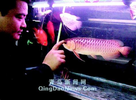 蓝底过背卖八万 直目岛城极品热带金龙鱼 图