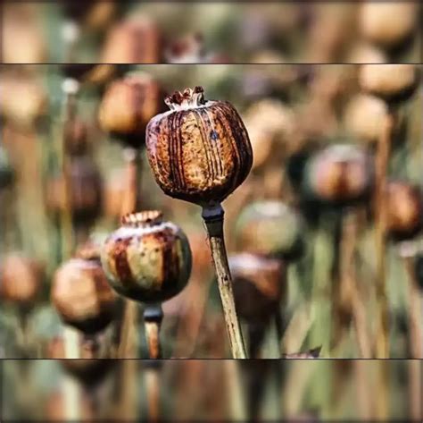 Opium Cultivation Opium Cultivation Know How To Get A License To