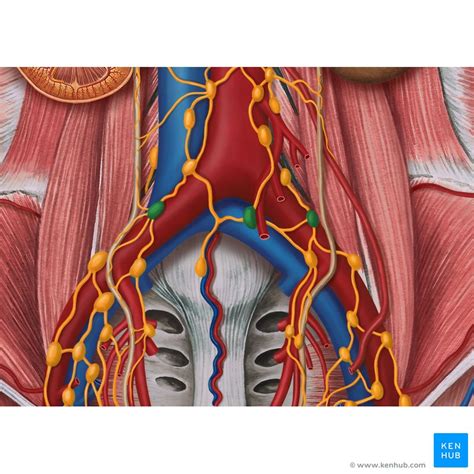 External Iliac Node
