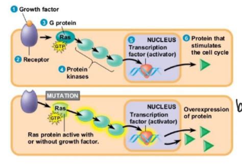 Lecture 10 Cellular Oncogenes Flashcards Quizlet