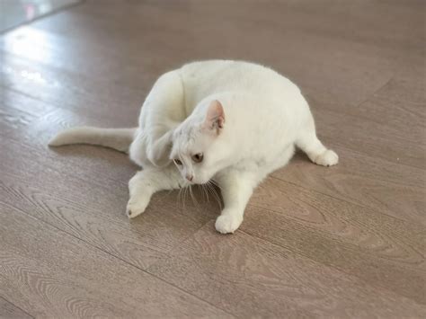 猫咪踩奶习惯怎么改掉？ 头条问答