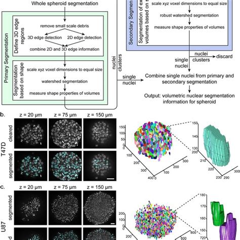Cell Tracker Titration Experiment Demonstrated Utility Of Segmentation Download Scientific