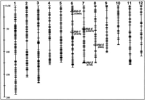 Rflp Linkage Map Of 12 Rice Chromosomes Kurata Et Al 1994 Showing