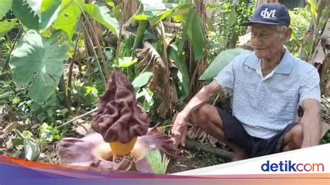 Bunga Bangkai Mekar Di Halaman Rumah Warga Musi Rawas