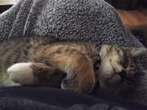 Miss Stryker Youre Much Too Cute U Rcats