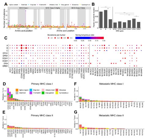 Compendium Of Mhc Class I And Class Ii Mutations In Primary And Download Scientific Diagram