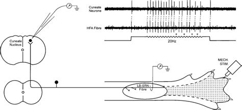 Schematic Representation Of The Experimental Arrangement For Paired