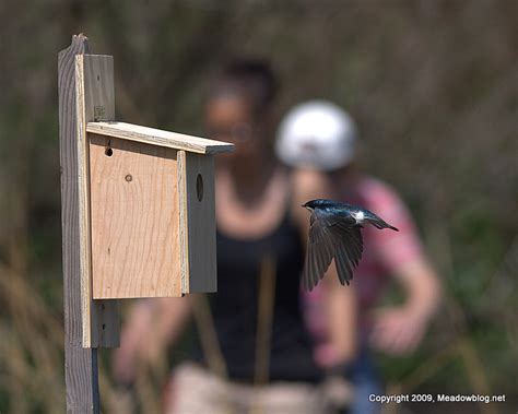 Tree Swallow Nest Box Project The Meadowlands Blog