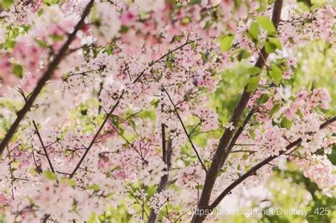 线上赏樱花5分钟教你用python：画一棵漂亮的樱花树（附代码）网页樱花树python Csdn博客