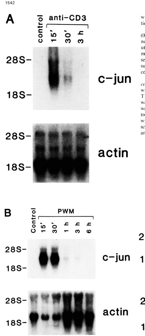 Figure 3 From Regulation Of C Jun Gene Expression In Human T