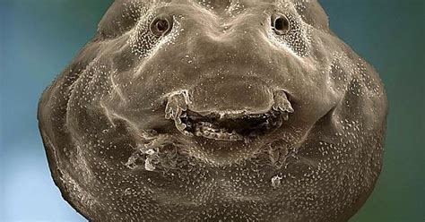 Tadpole Under A Microscope Imgur
