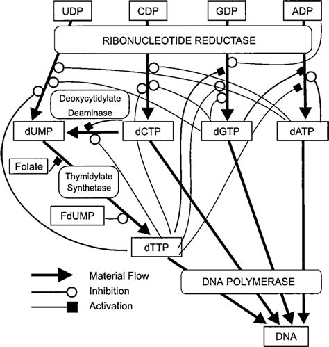 The Role Of Ribonucleotide Reductase And Feedbacks In The Regulation Of