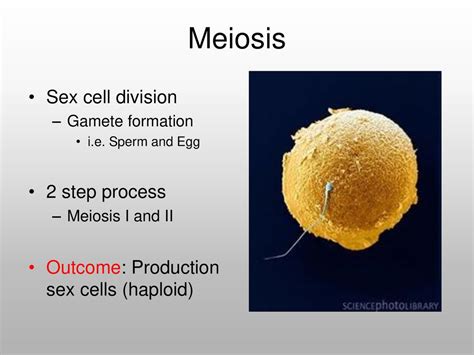 Mitosis And Cytokinesis Ppt Download