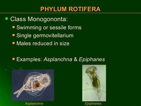Rotifera Species Examples