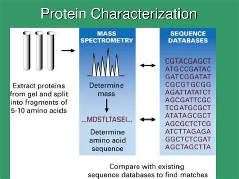 Ppt Analysis Of Gene Networks And Signaling Pathways Based On Gene Expression And Proteome