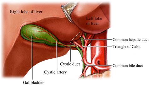 Cystohepatic Triangle